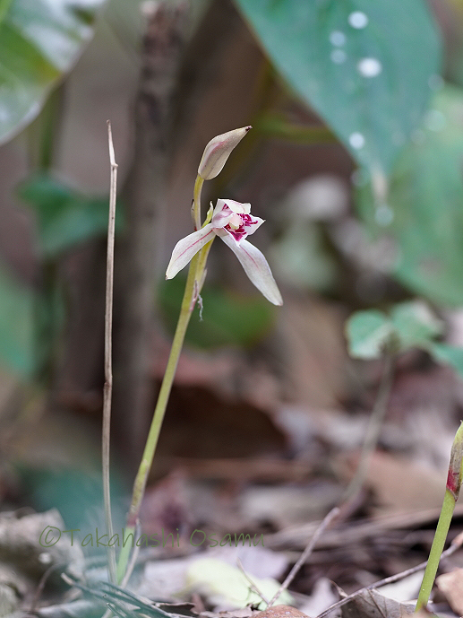 OLYMPUS M.ZUIKO DIGITAL ED 300mm F4.0 IS PRO – サラノキの森